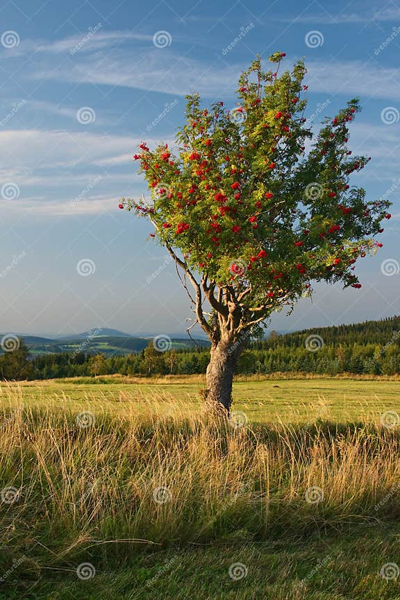 A Lone Rowan Tree on a Mountain Meadow Stock Image - Image of rowan ...