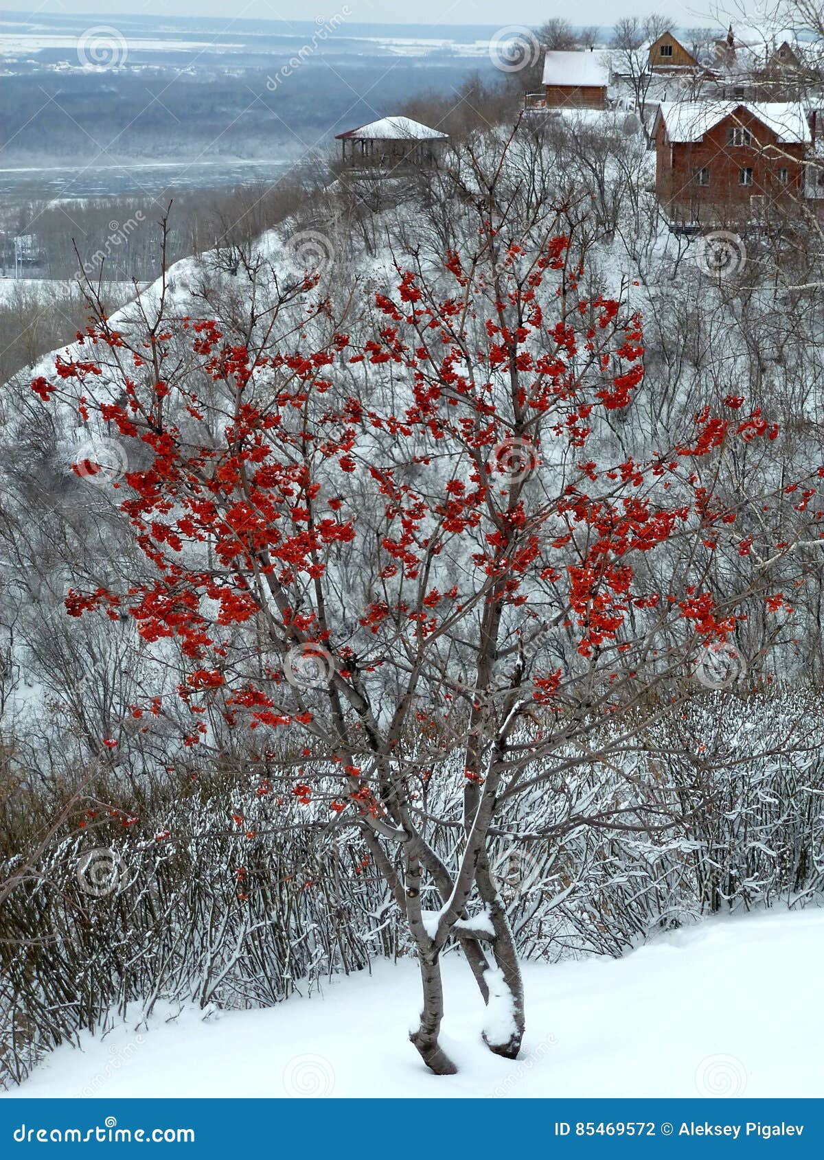 A Lone Rowan Tree on the Slope Stock Photo - Image of winter, hillside ...