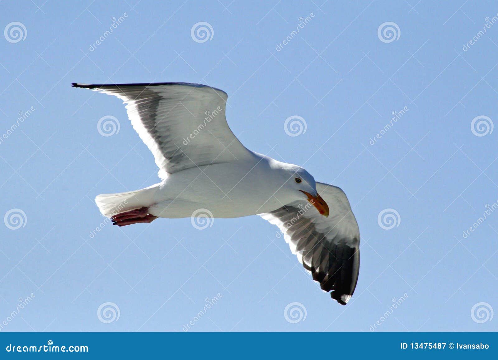 Lone seagull stock image. Image of wings, nature, creature - 13475487