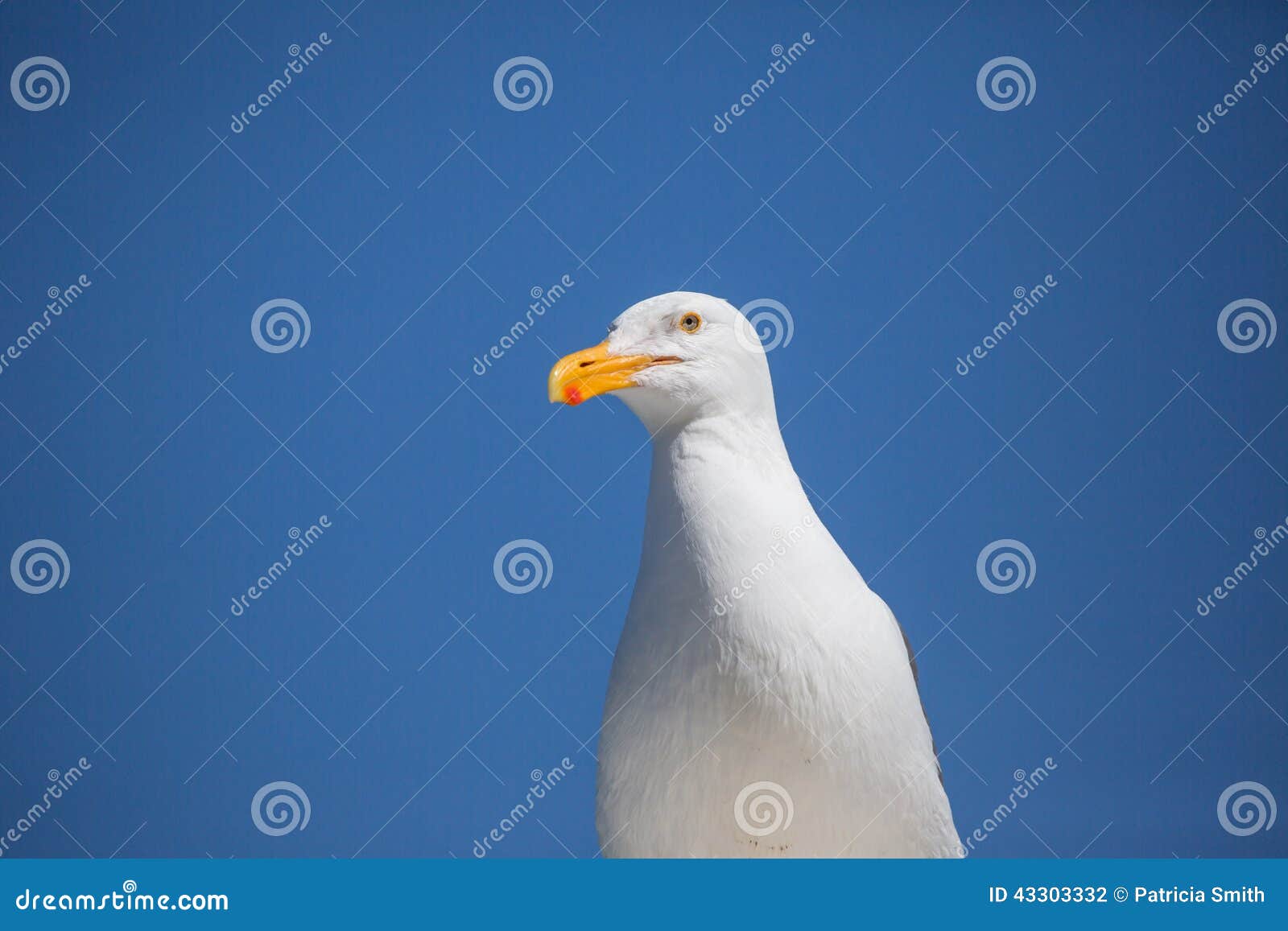 Lone Seagull stock photo. Image of visitor, seaside, marine - 43303332
