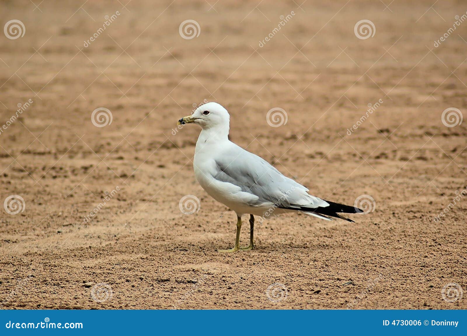 Lone Seagull on beach stock photo. Image of standing, beach - 4730006