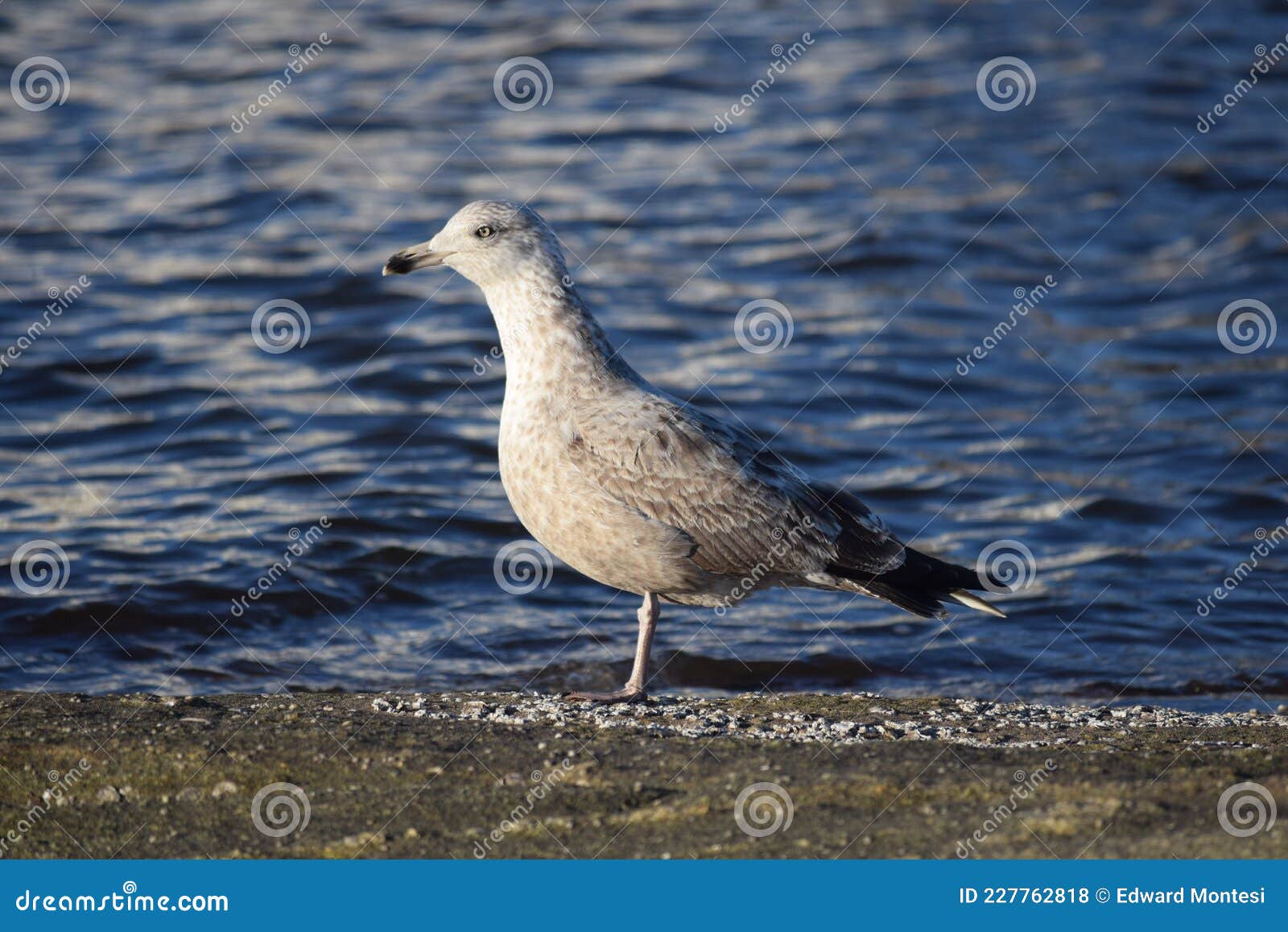 A lone seagull on a beach stock photo. Image of beak - 227762818
