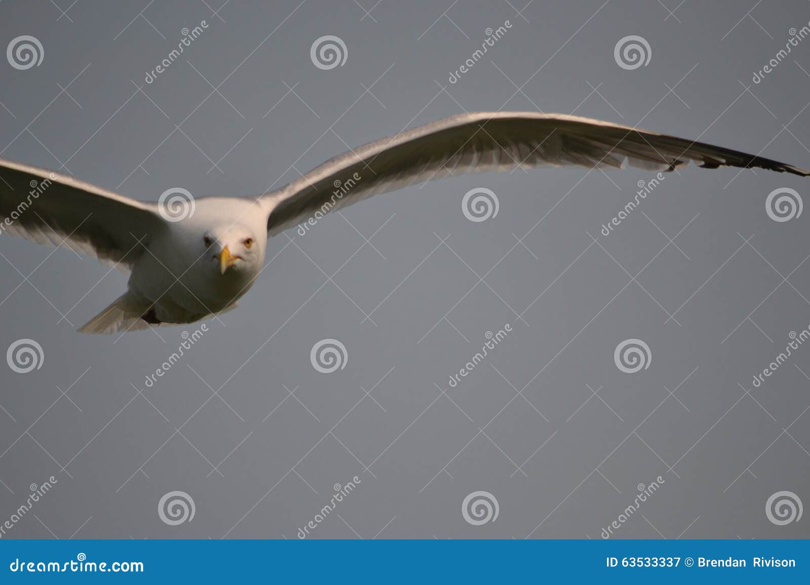Lone Seagull stock image. Image of stoic, peace, grey - 63533337