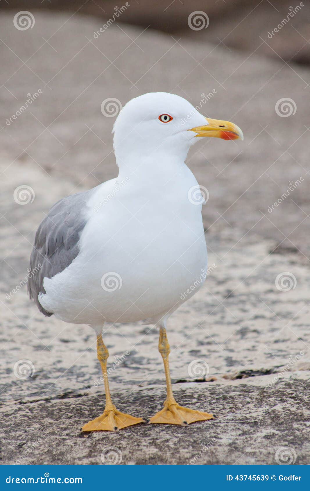 Lone Seagull, Front View, Looking Sidewards Stock Image - Image of bird ...