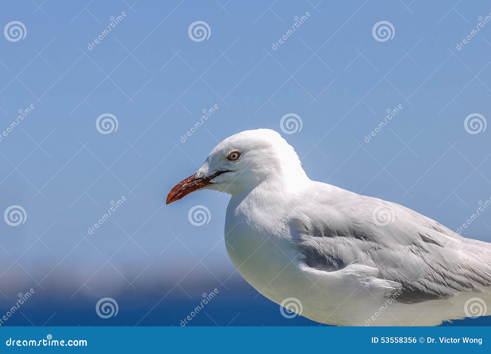 Lone seagull stock photo. Image of outdoors, landscape - 53558356
