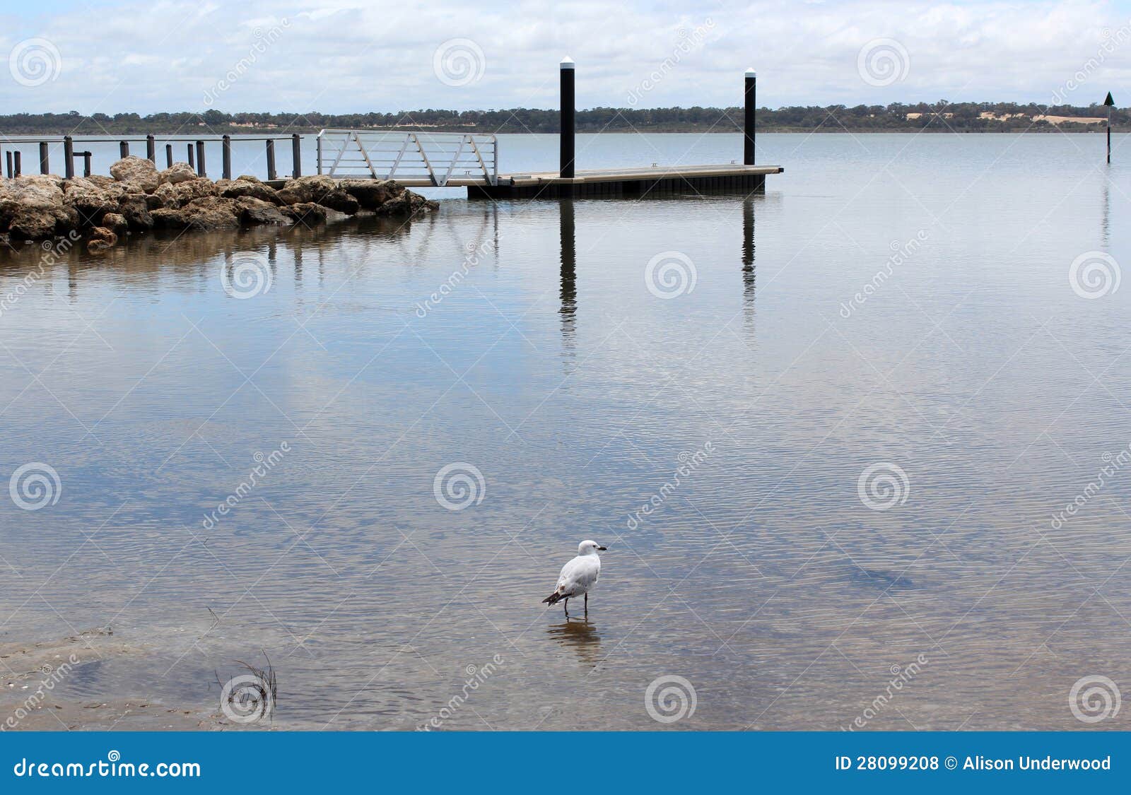 Lone Seagull in Peel Inlet West Australia Stock Photo - Image of ...