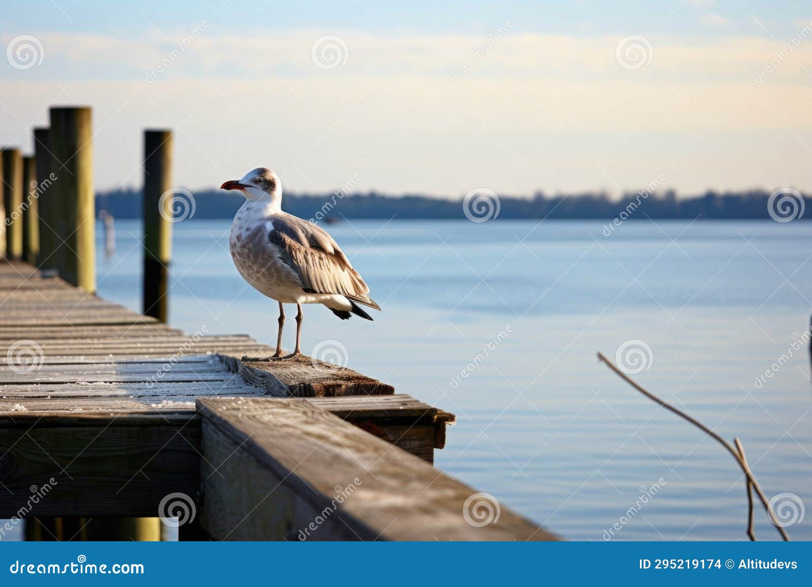 A Lone Seagull Perched on a Seaside Dock Stock Photo - Image of coastal ...
