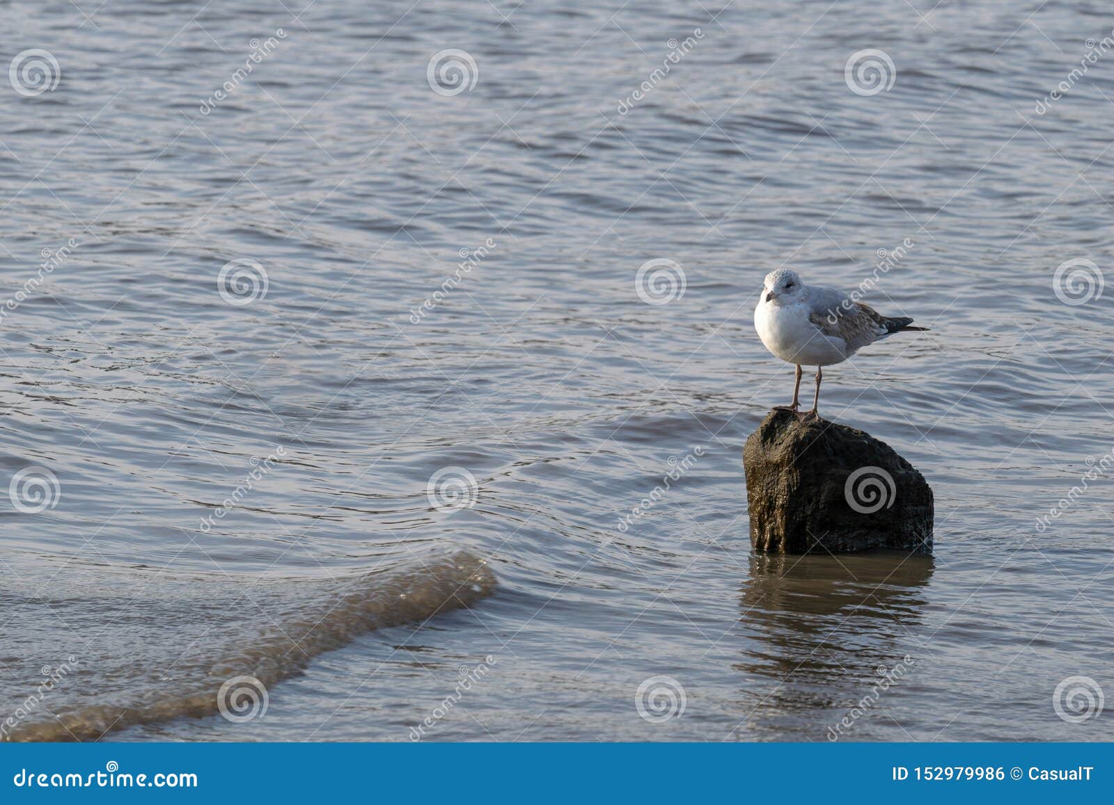 Lone Seagull Standing on a Rock in the Shallow Waters of the East River ...