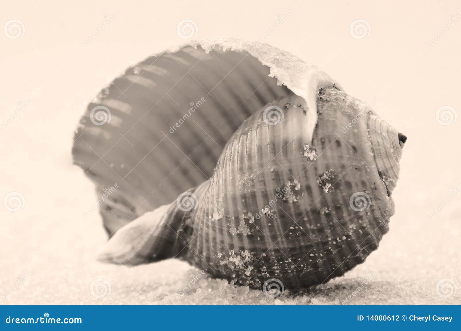 Lone seashell stock photo. Image of pretty, travel, seashell - 14000612