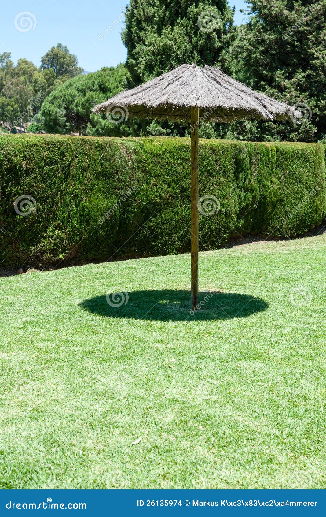 Lone Shade Umbrella on a Green Lawn Stock Photo - Image of hedge ...