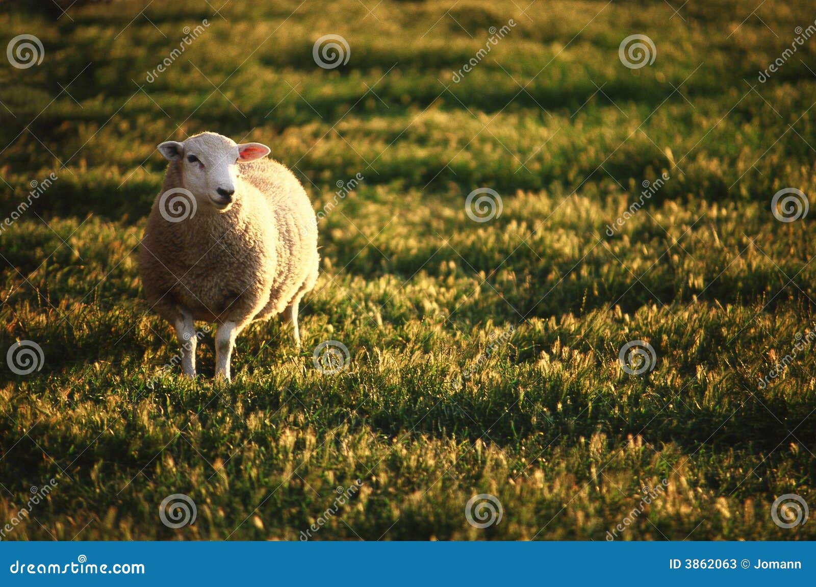 Lone sheep stock image. Image of wool, grass, farming - 3862063