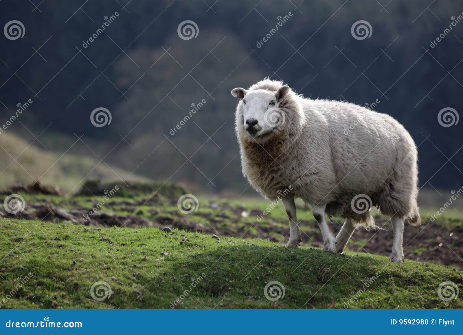 Lone Sheep stock photo. Image of animals, pasture, staring - 9592980