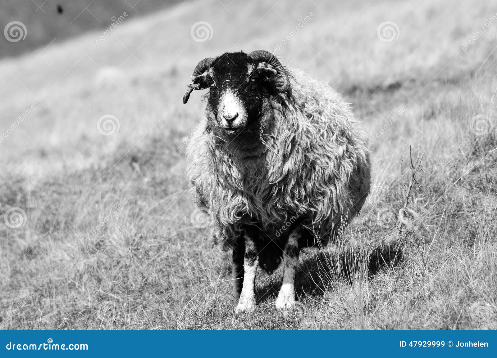 Lone Sheep stock image. Image of valley, lone, sheep - 47929999