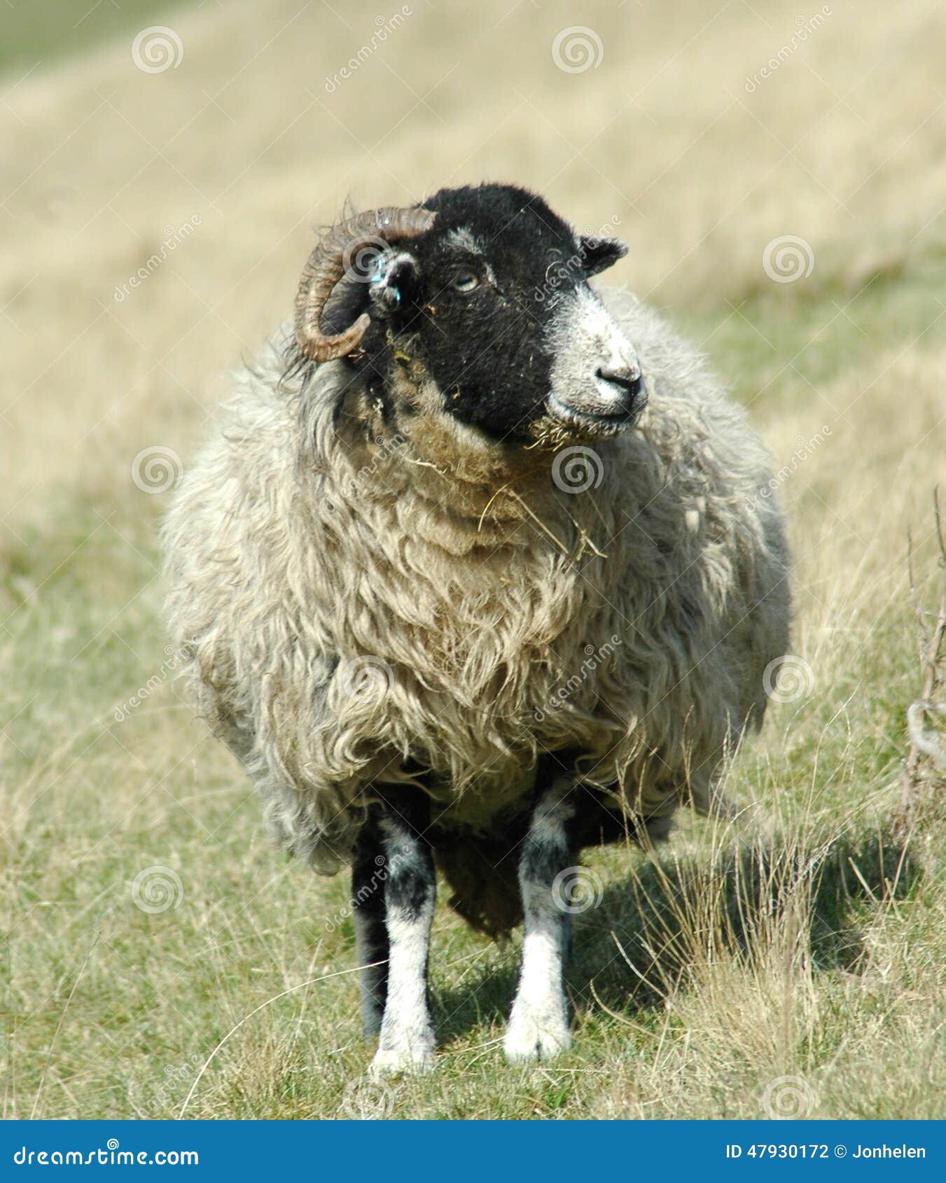 Lone Sheep stock photo. Image of wool, dales, valley - 47930172