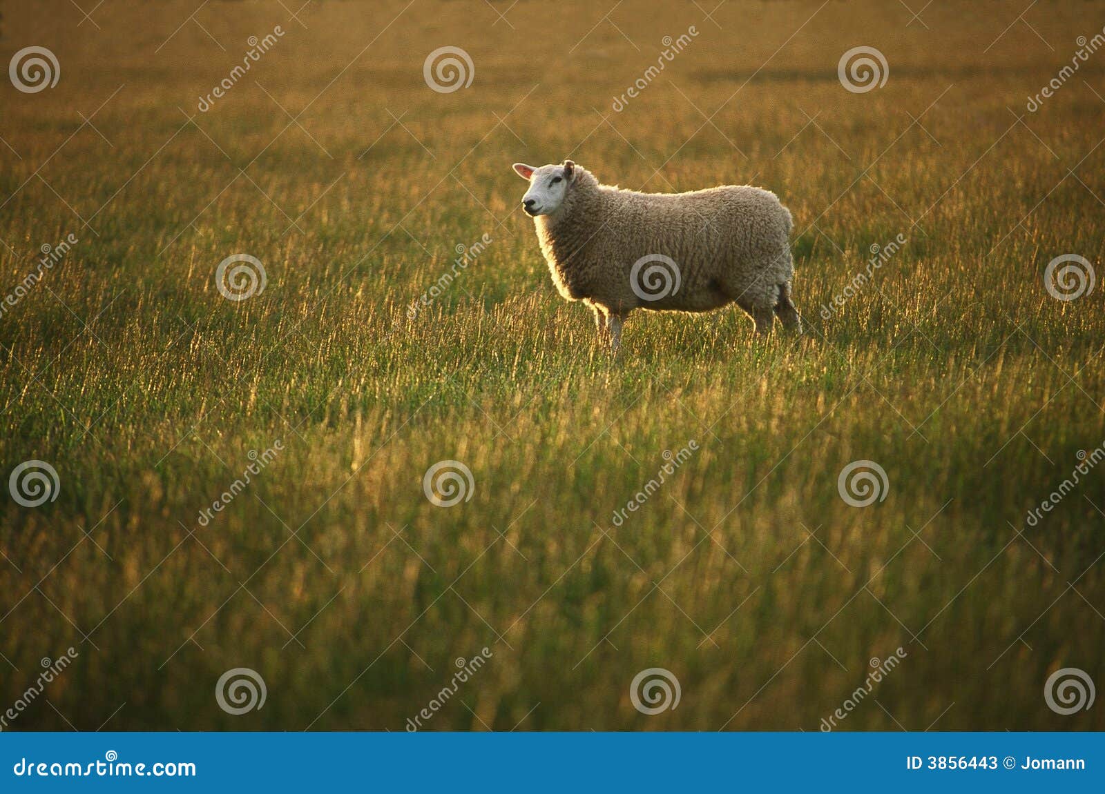 Lone Sheep in Evening Light. Stock Image - Image of farm, farming: 3856443