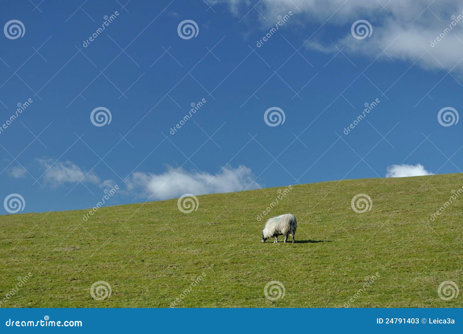 Lone sheep in field stock image. Image of field, hill - 24791403