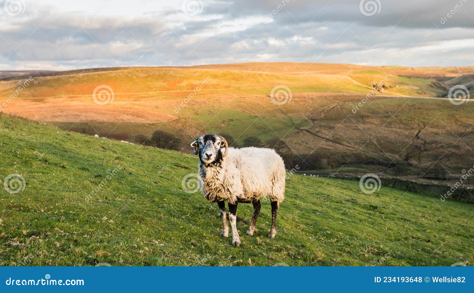 Lone Sheep in Front of Cheeks Hill Stock Photo - Image of idyllic ...