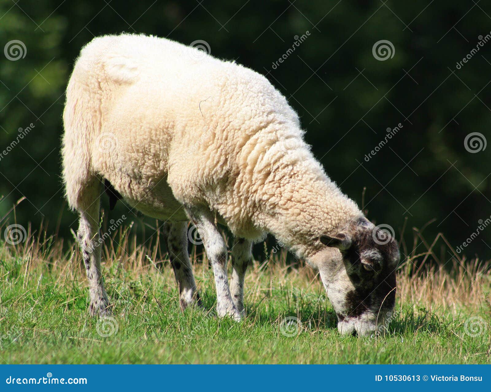 Lone sheep grazing stock image. Image of eating, grass - 10530613