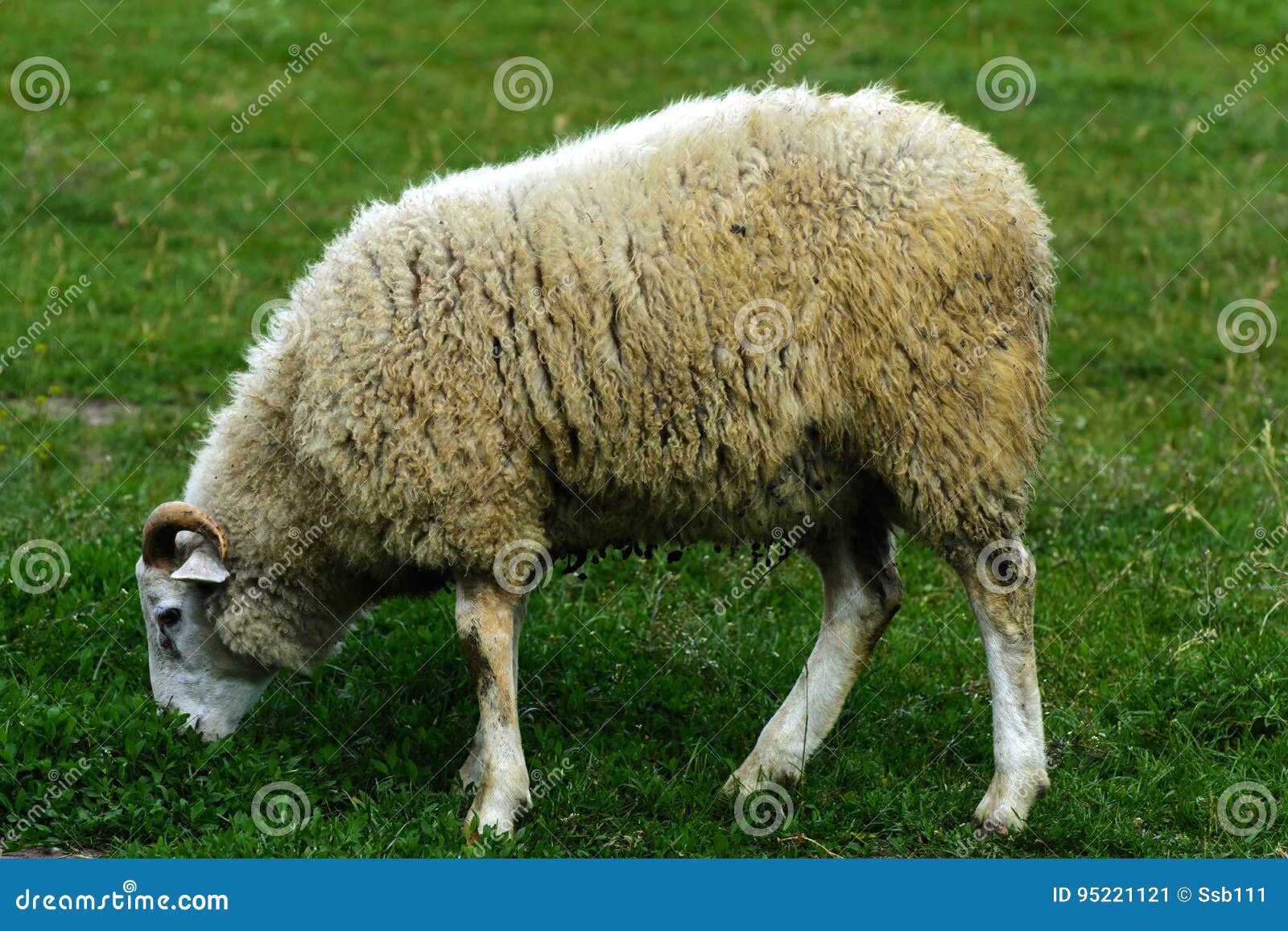 A Lone Sheep Grazing on a Beautiful Meadow Stock Image - Image of ...