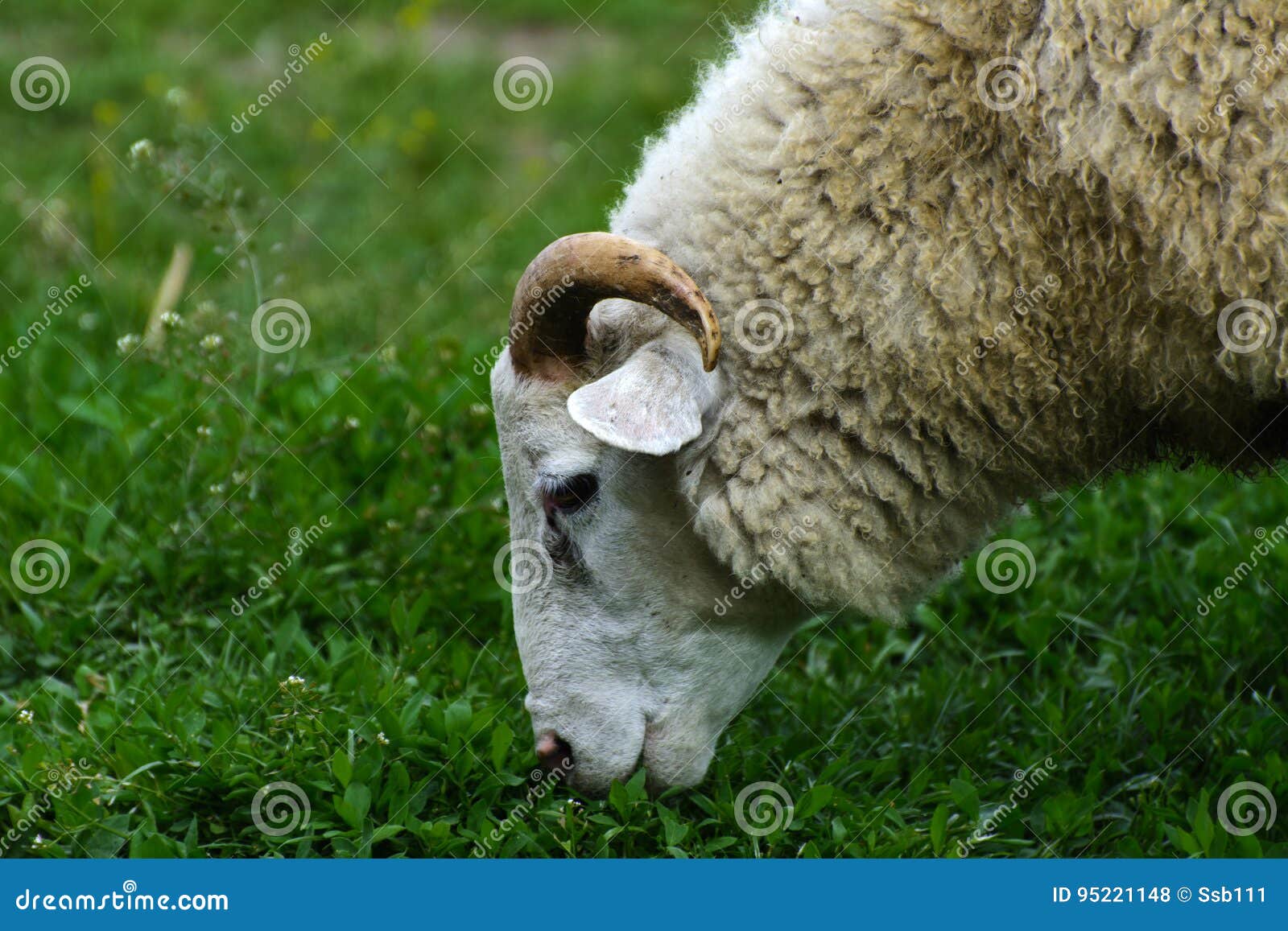 A Lone Sheep Grazing on a Beautiful Meadow Stock Photo - Image of ...