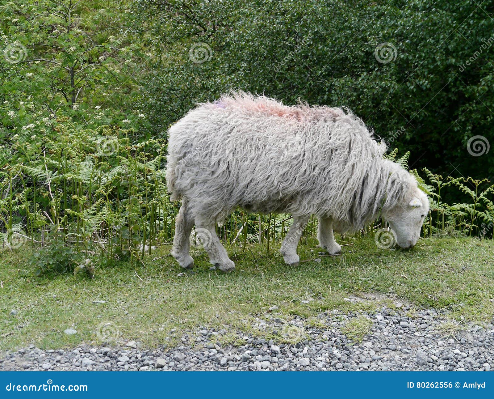 Lone sheep grazing by path stock photo. Image of beautiful - 80262556