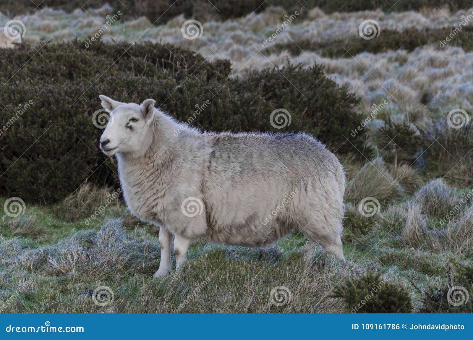 Lone sheep stock photo. Image of grosvenor, farm, landscape - 109161786