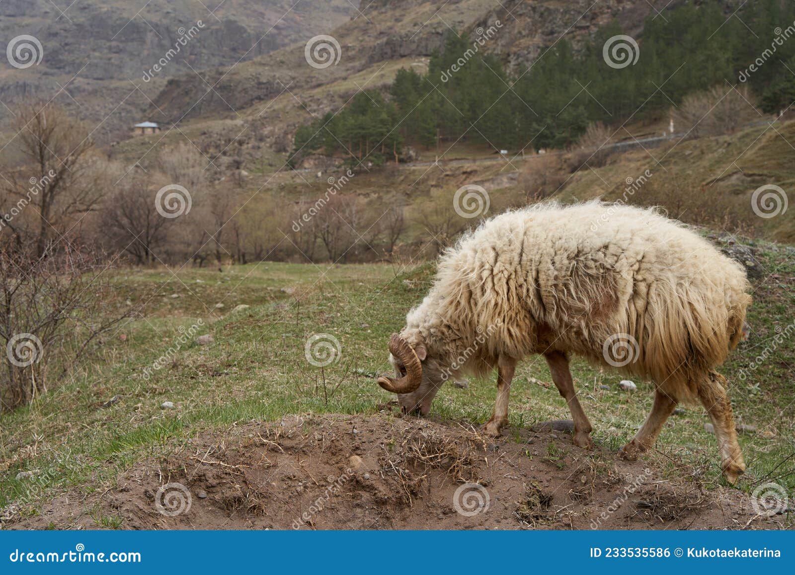 A Lone Sheep in the Mountains Has Fallen Behind the Flock Stock Photo ...