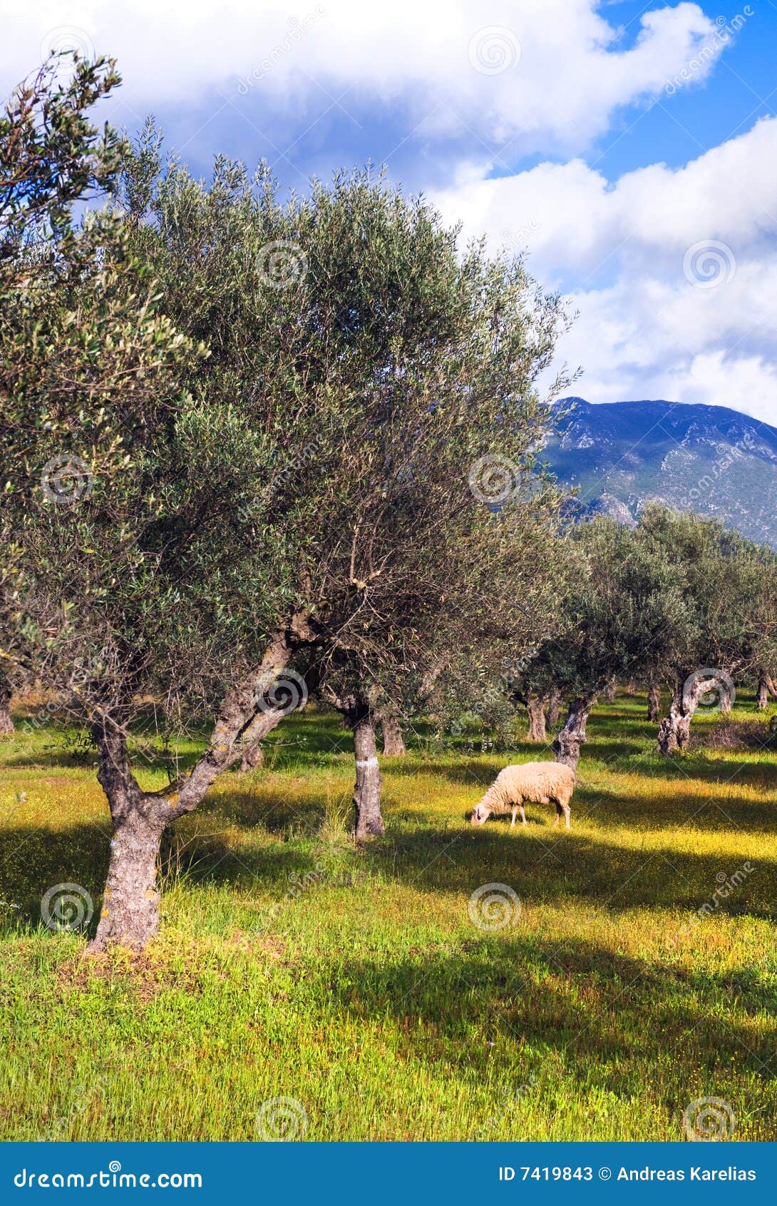 Lone Sheep in Olive Tree Field Stock Image - Image of field ...