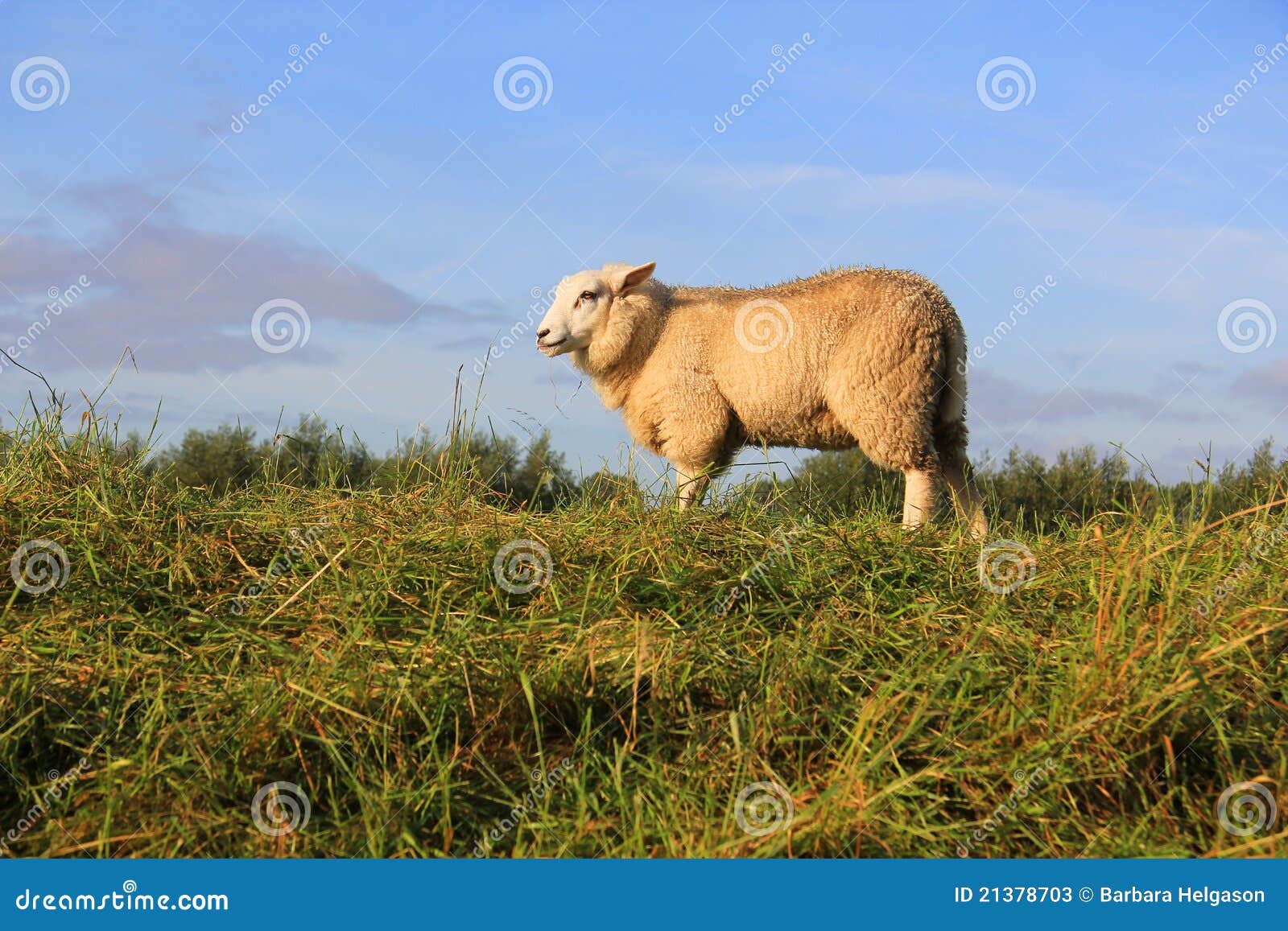 Lone Sheep Standing in a Field. Stock Image - Image of flock, lamb ...