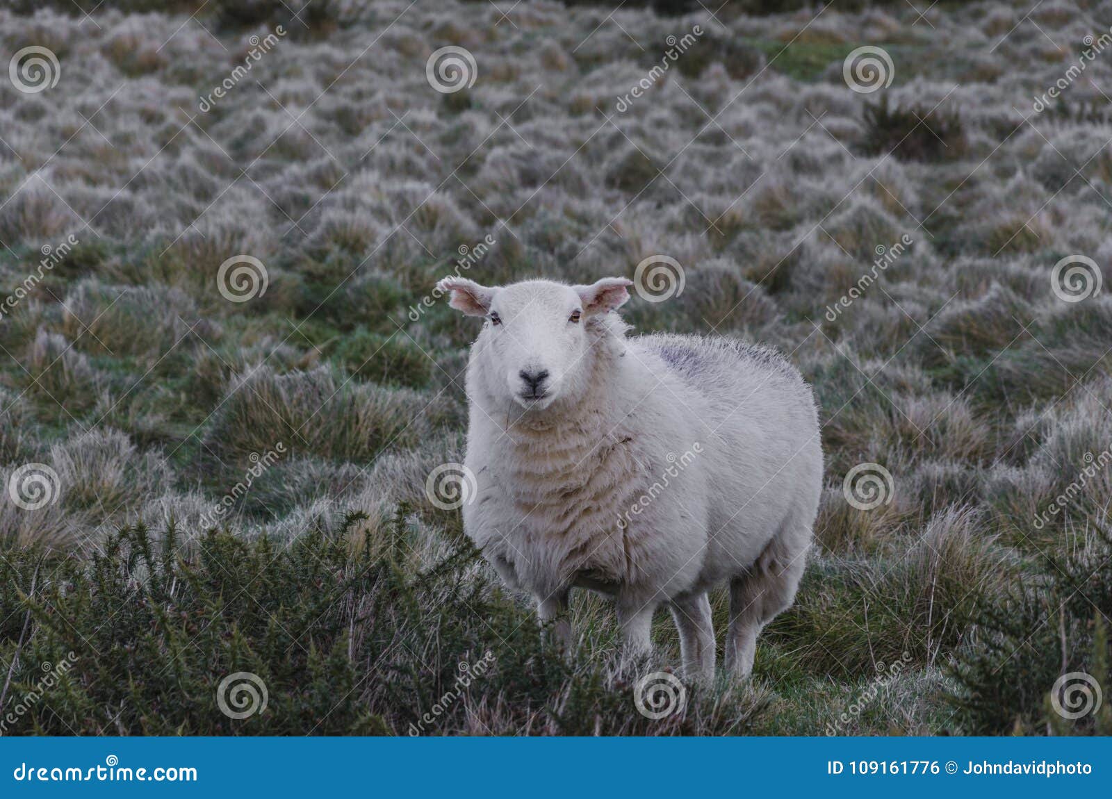 Lone sheep stock photo. Image of grass, fleece, farming - 109161776