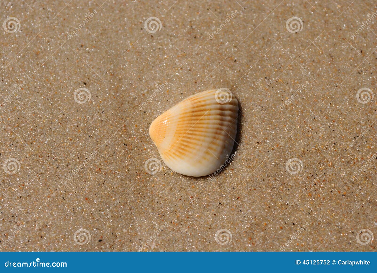 Lone Shell stock photo. Image of mollusk, warmth, surf - 45125752