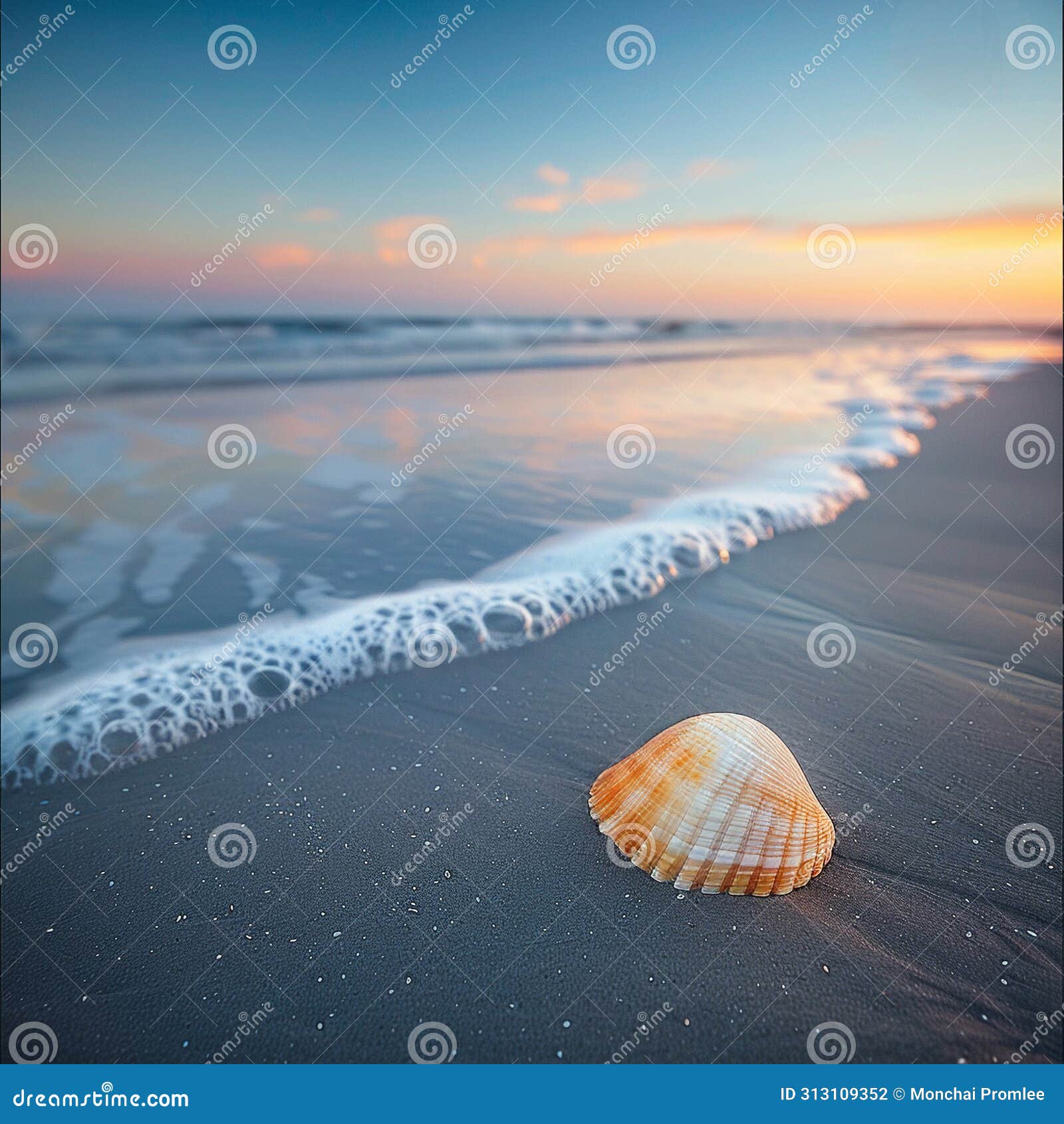 A Lone Shell Stands Out on the Sandy Coast of Myrtle Beach, Greeting ...