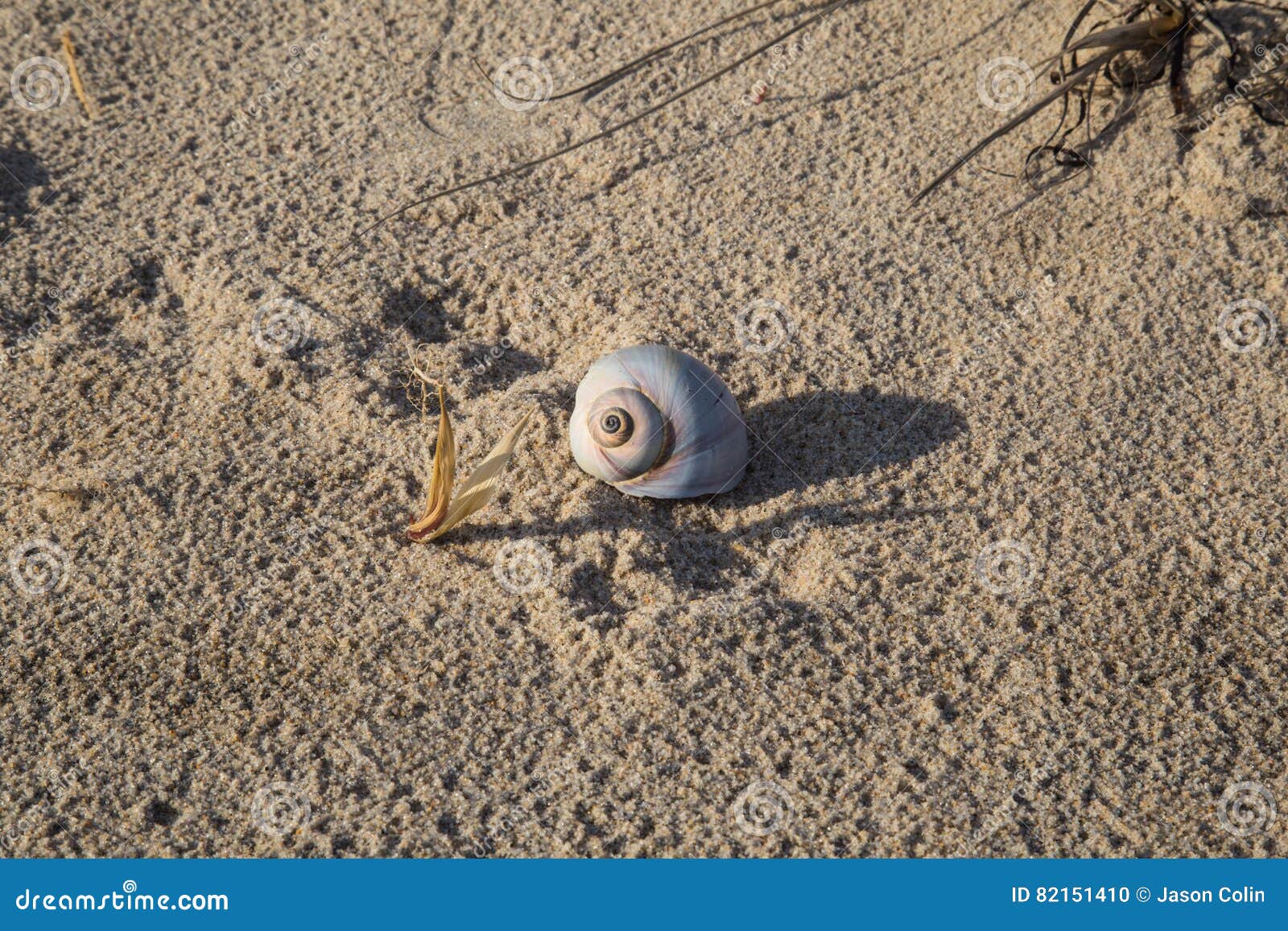 A lone shell washed ashore stock photo. Image of main - 82151410