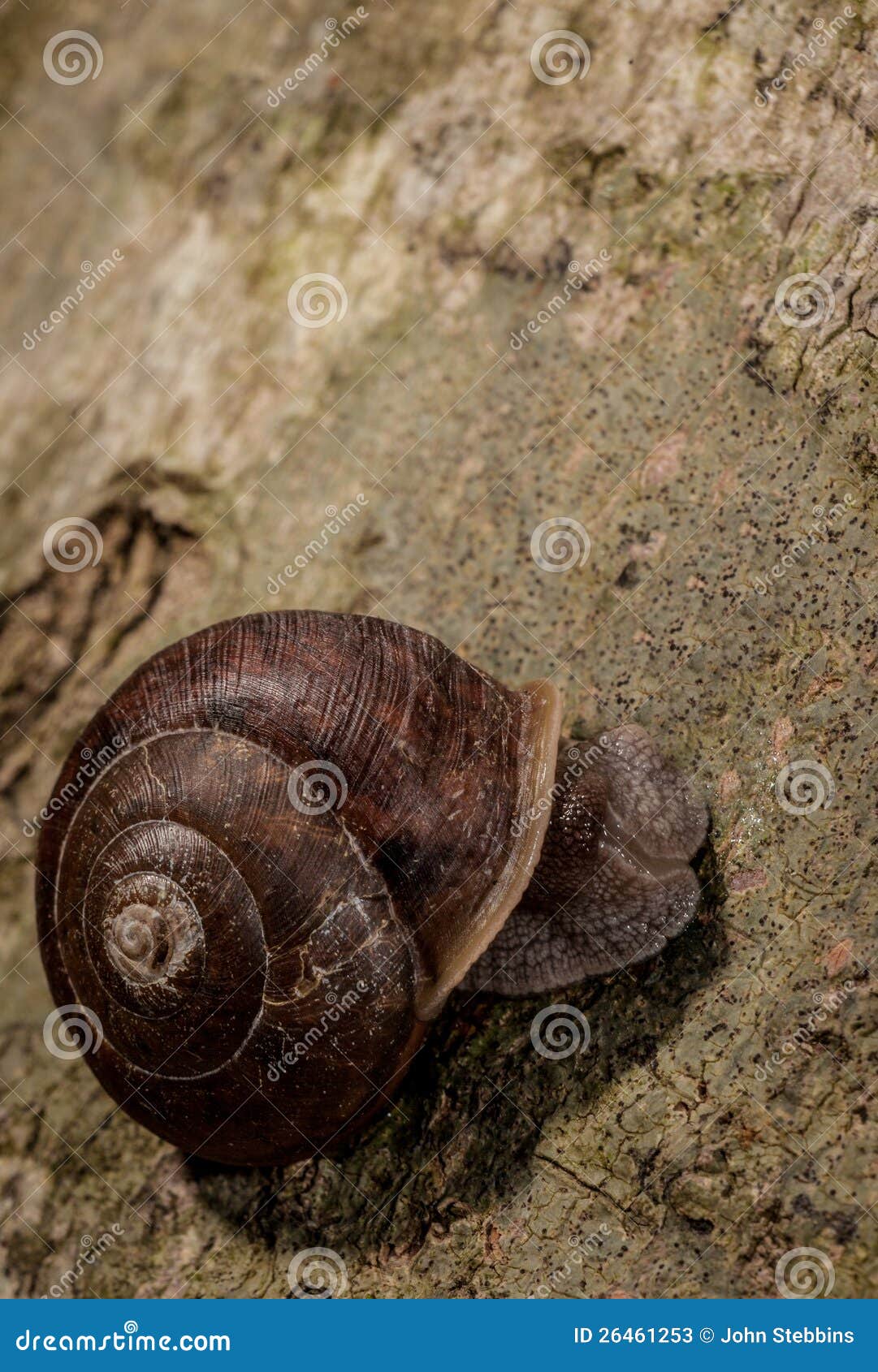 A Lone Snail Hidden Inside Its Shell, Stuck To A Wall In The Sun In ...