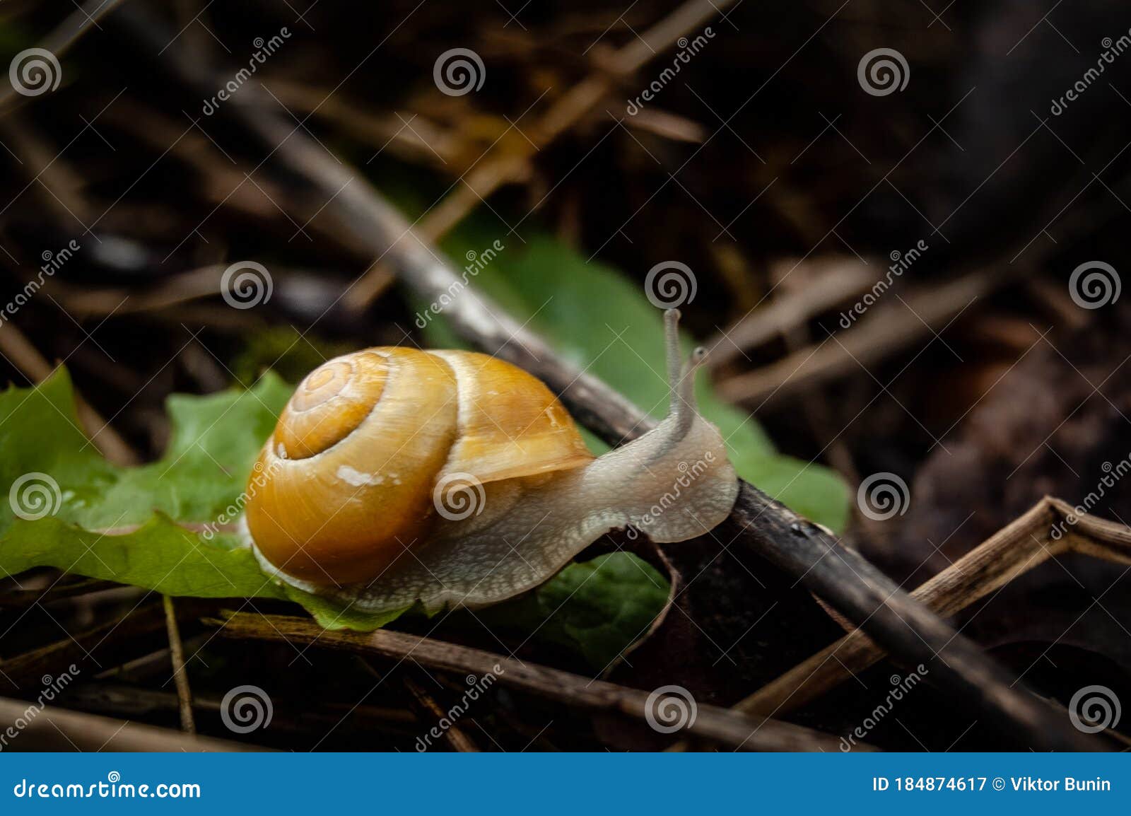 A Lone Snail Hidden Inside Its Shell, Stuck To A Wall In The Sun In ...