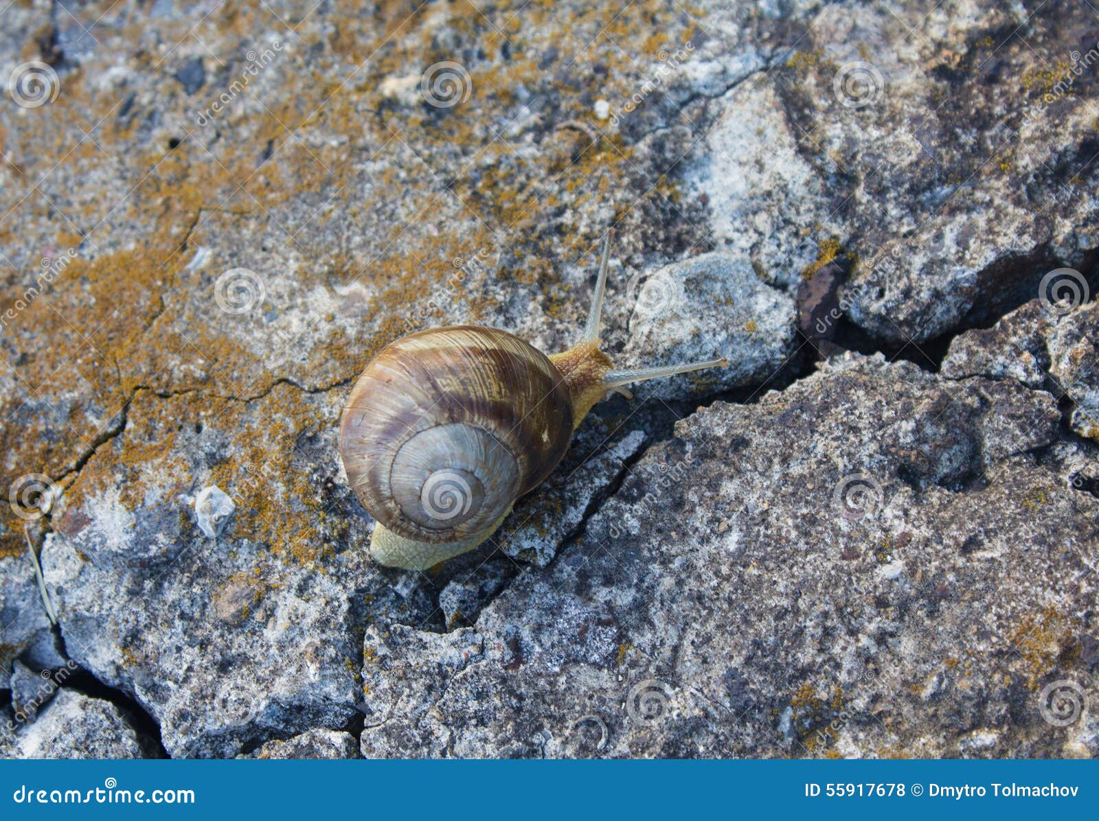 A Lone Snail Hidden Inside Its Shell, Stuck To A Wall In The Sun In ...