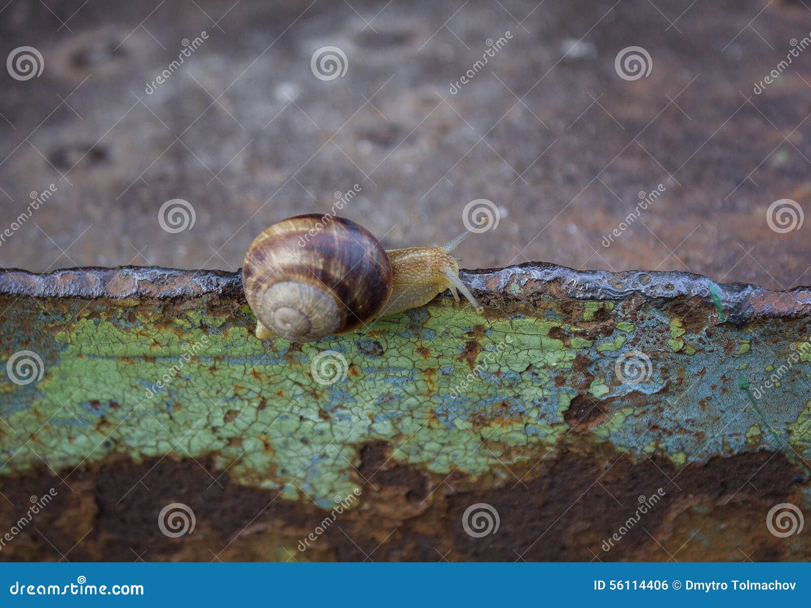 A Lone Snail Hidden Inside Its Shell, Stuck To A Wall In The Sun In ...