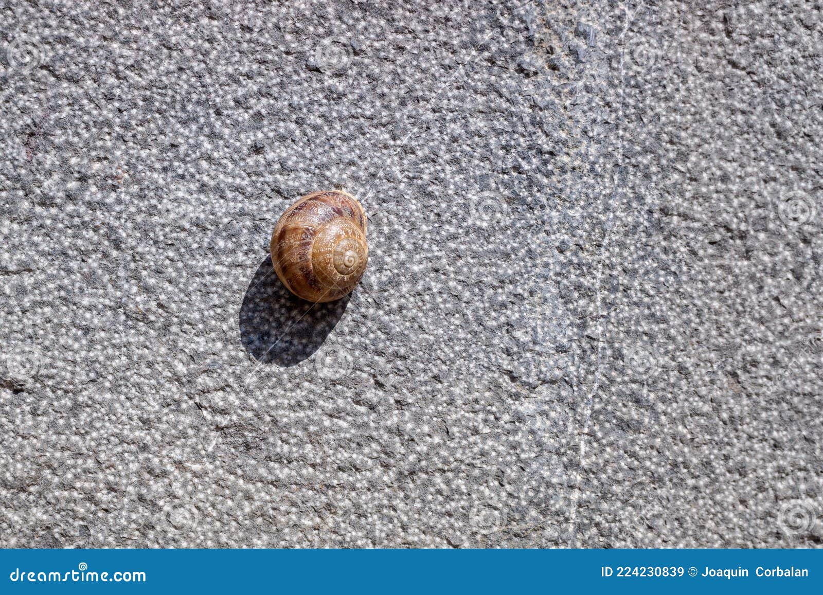 A Lone Snail Hidden Inside Its Shell, Stuck To a Wall in the Sun in ...
