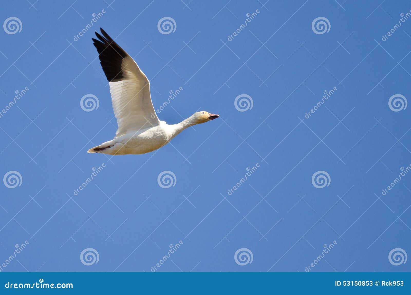 Lone Snow Goose Flying in a Blue Sky Stock Image - Image of nature ...