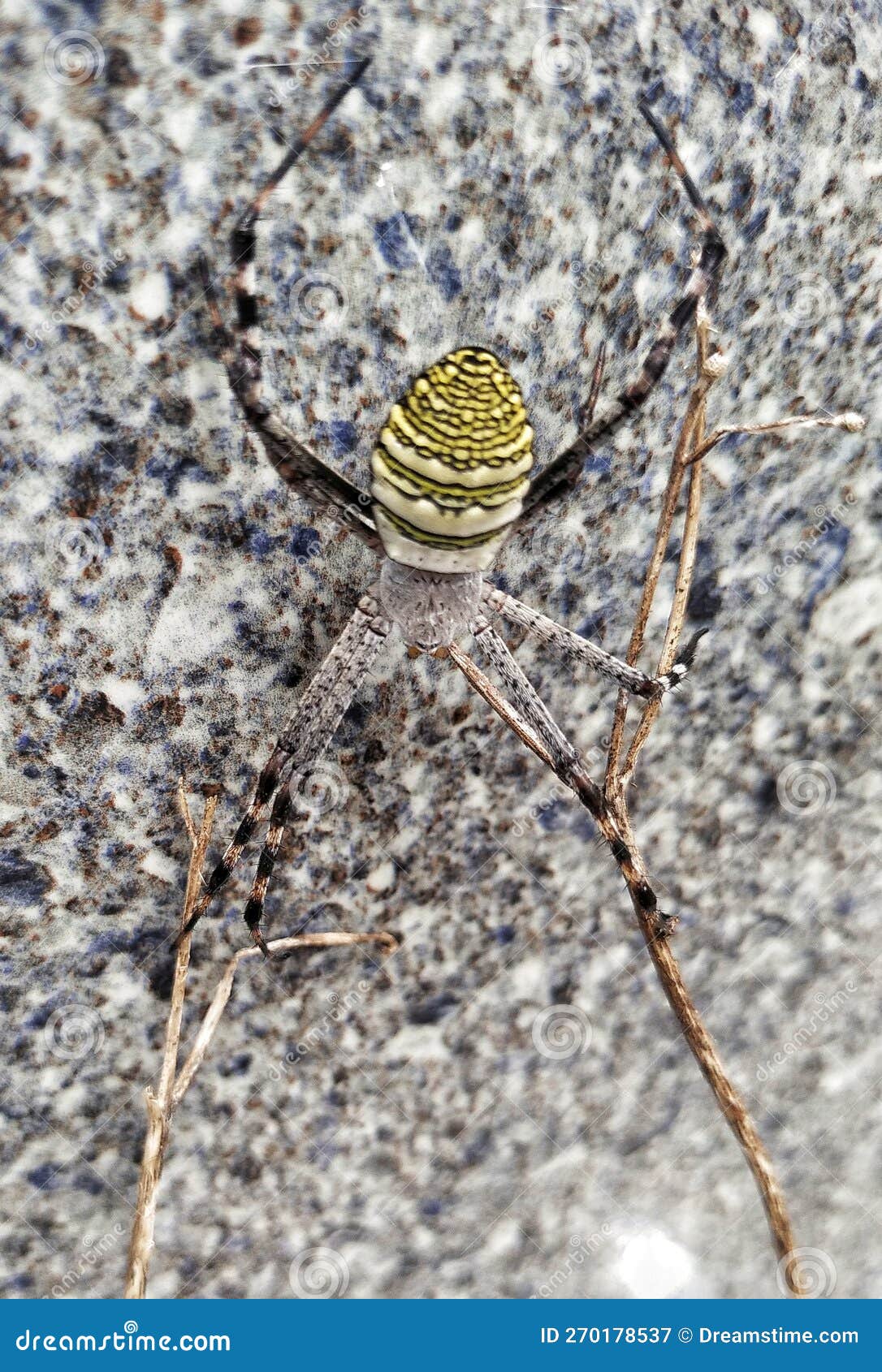 Lone spider stock image. Image of lone, spider, pest - 270178537