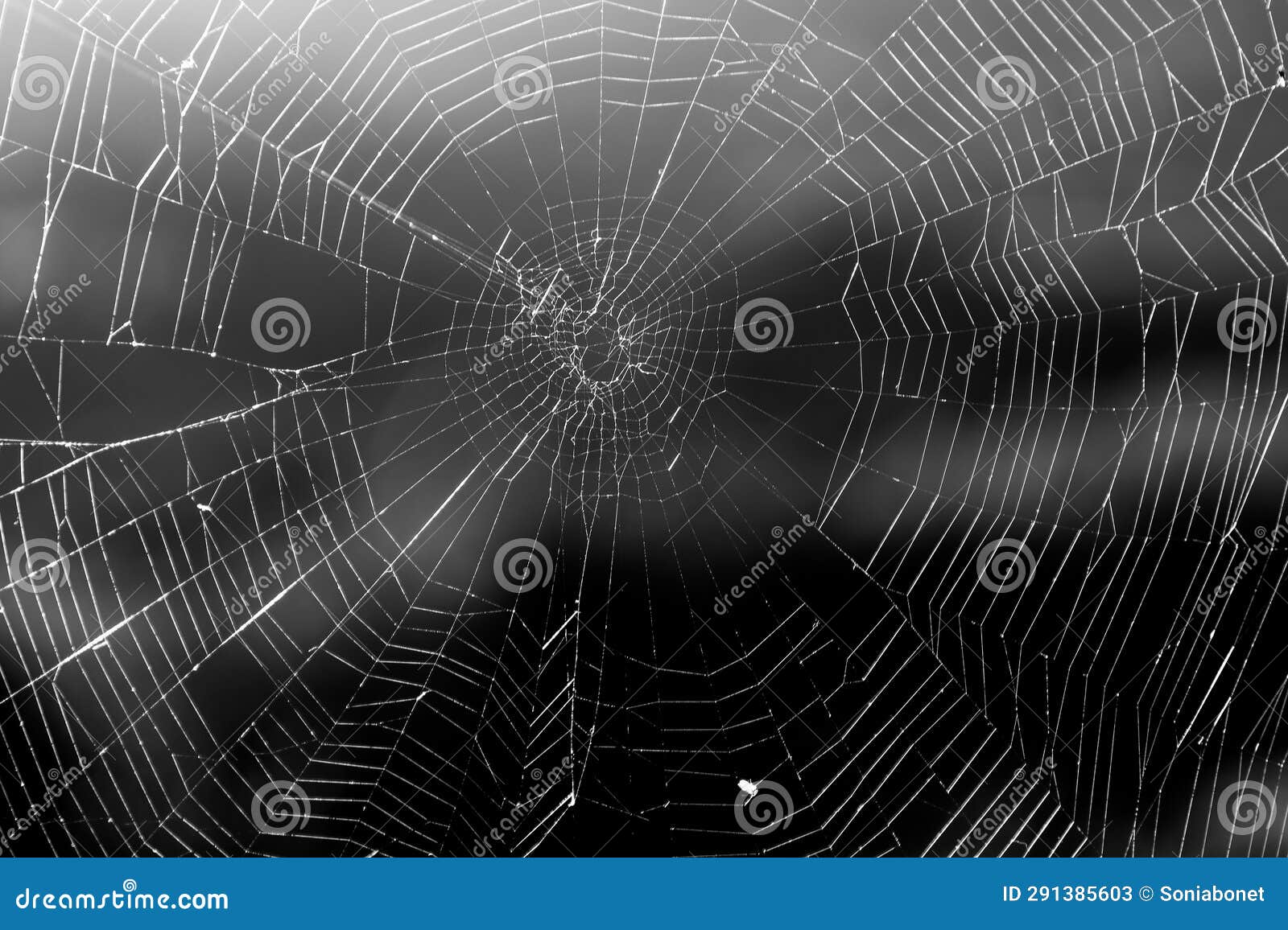 Lone Spider Web on Gray Background Stock Image - Image of wildlife ...