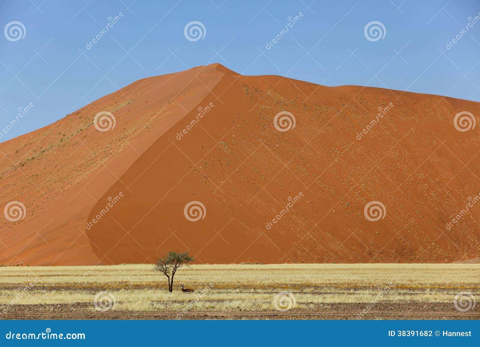 Lone Springbuck Under a Lone Tree in Front of a Large Dune Stock Photo ...