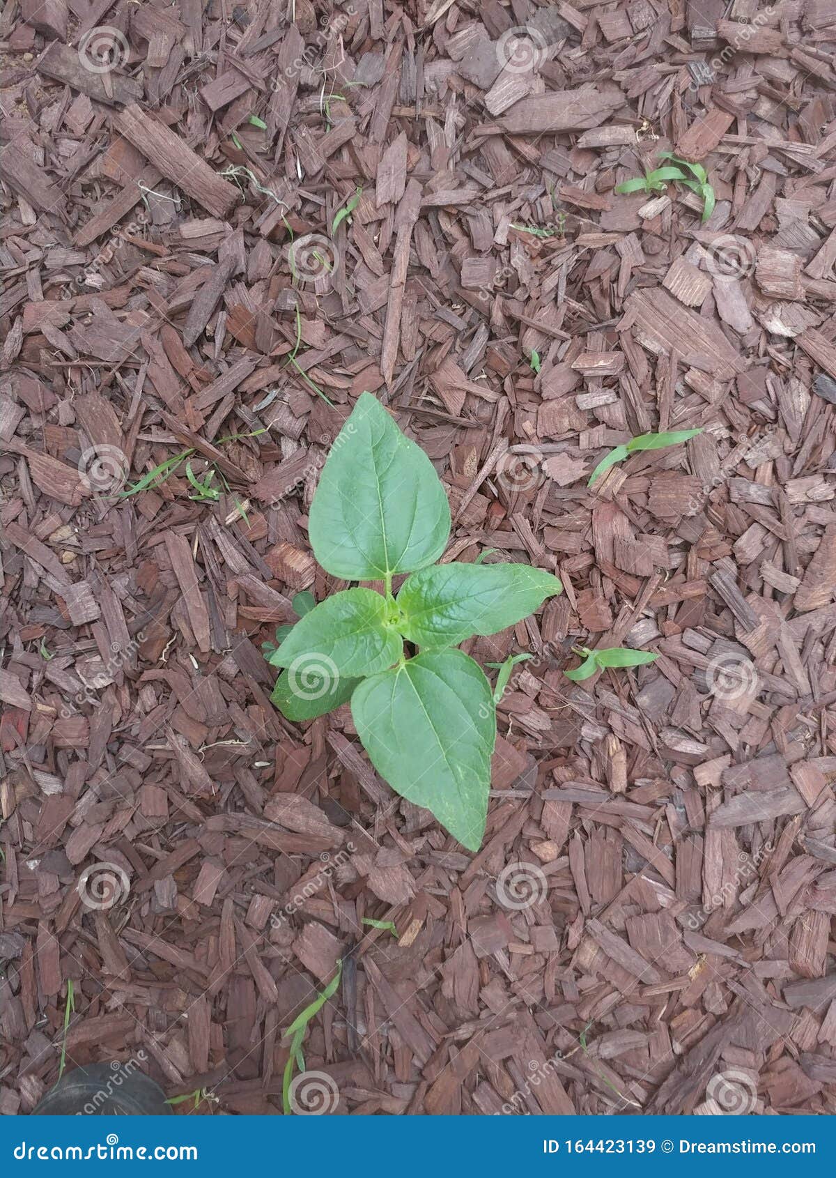 Lone sprout in mulch stock image. Image of plant, lone - 164423139