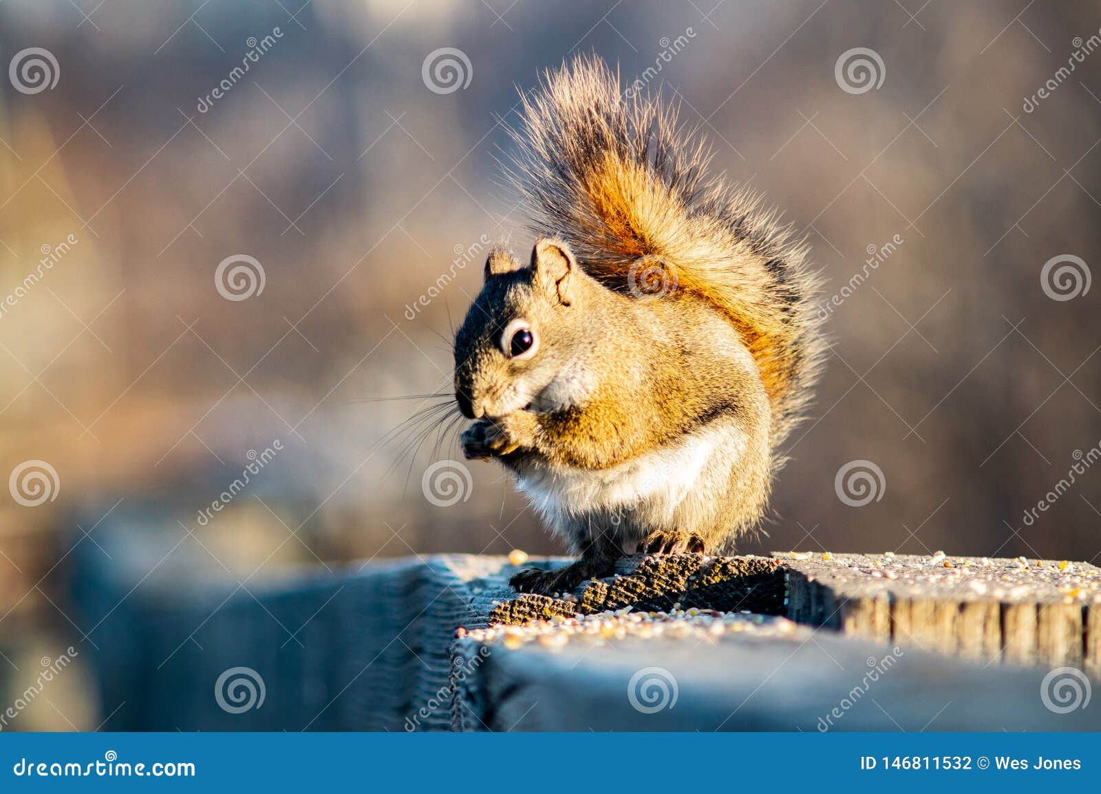 Squirrel in Open Grass Field at Night Stock Photo - Image of fence ...