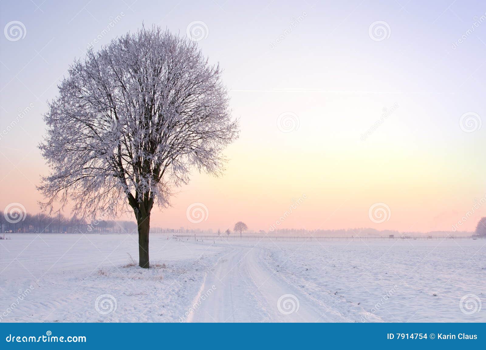 Lone Standing Sunset Winter Tree Stock Photo - Image of snow, landscape ...