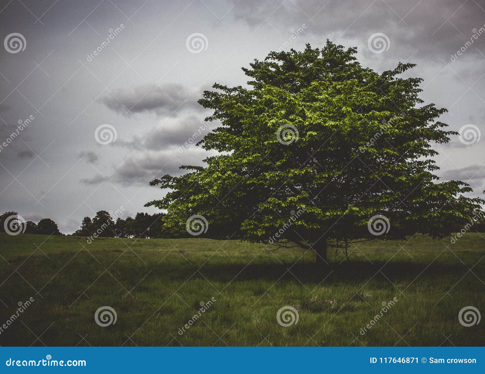 Lone standing tree stock image. Image of bridge, beautiful - 117646871