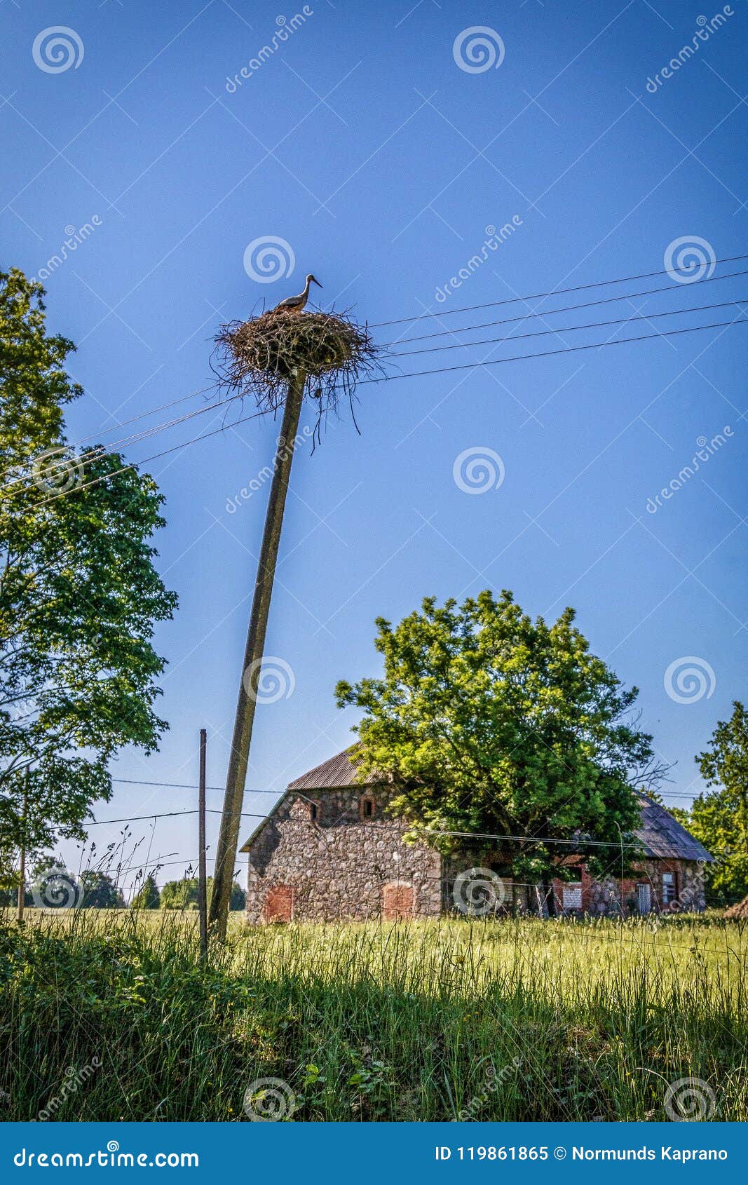 Stork Sits Proudly in a Post Stock Image - Image of beautiful, life ...
