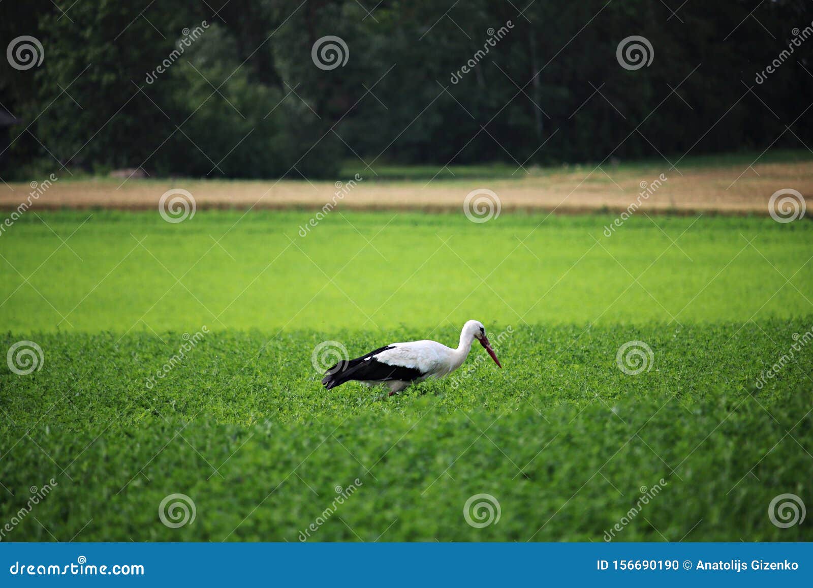 A Lone Stork Wanders through a Village Field Looking for Food Stock ...