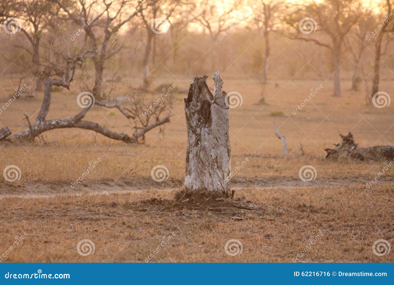 The lone stump stock photo. Image of heralding, approaches - 62216716