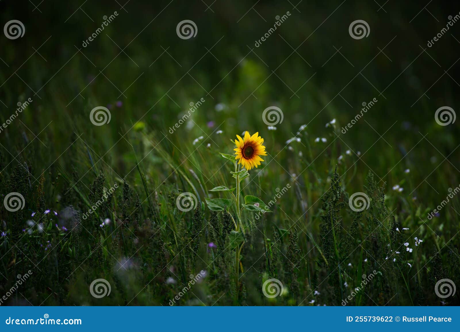 Lone Sunflower In A Field Of Flowers Stock Photo | CartoonDealer.com ...
